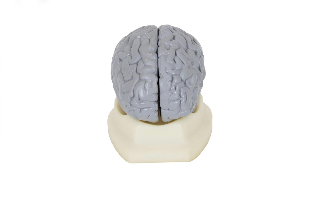 Human Anatomy Brain Model With Dissectable Pieces on a Base - Etsy