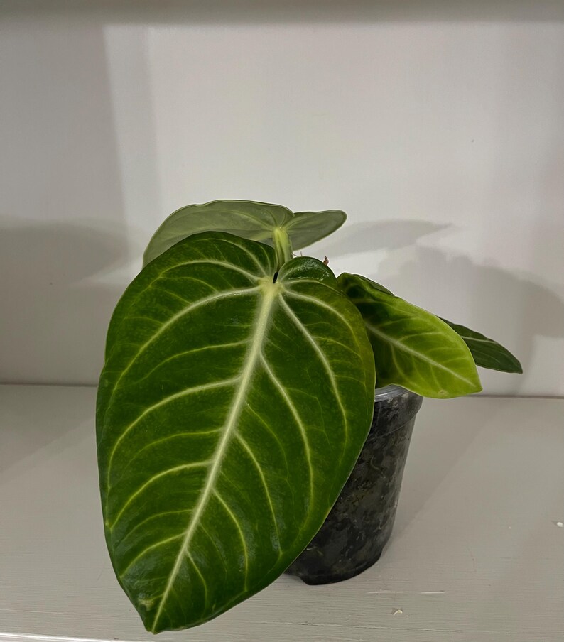 Anthurium Villenaorum - Seed Grown | Exact Plant | 6” Pot - Etsy