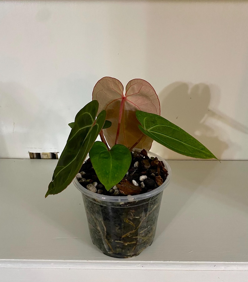 Anthurium Besseae Aff X King of Spades X Red Crystallinum | Exact Plant ...