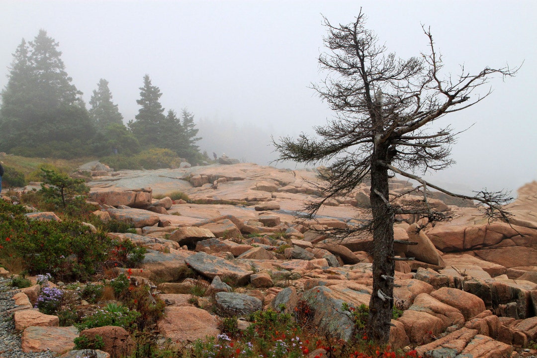 Acadia Fog and Rocky Coast, Maine - Etsy
