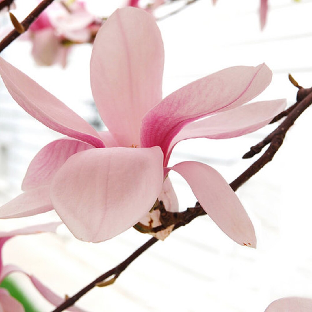 Kraftscents SWEET MAGNOLIA Fragrance Oil Premium Scents for Candles ...