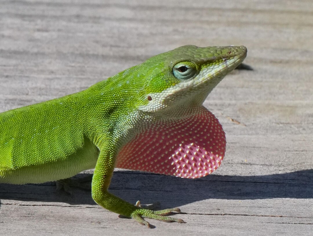 Hot Dude. (lizard, Printable Wall Art, Nature Photography, Digital ...