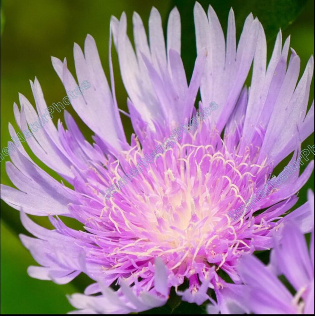 Stokes Aster (stokesia, Flower, Printable Wall Art, Digital Download ...