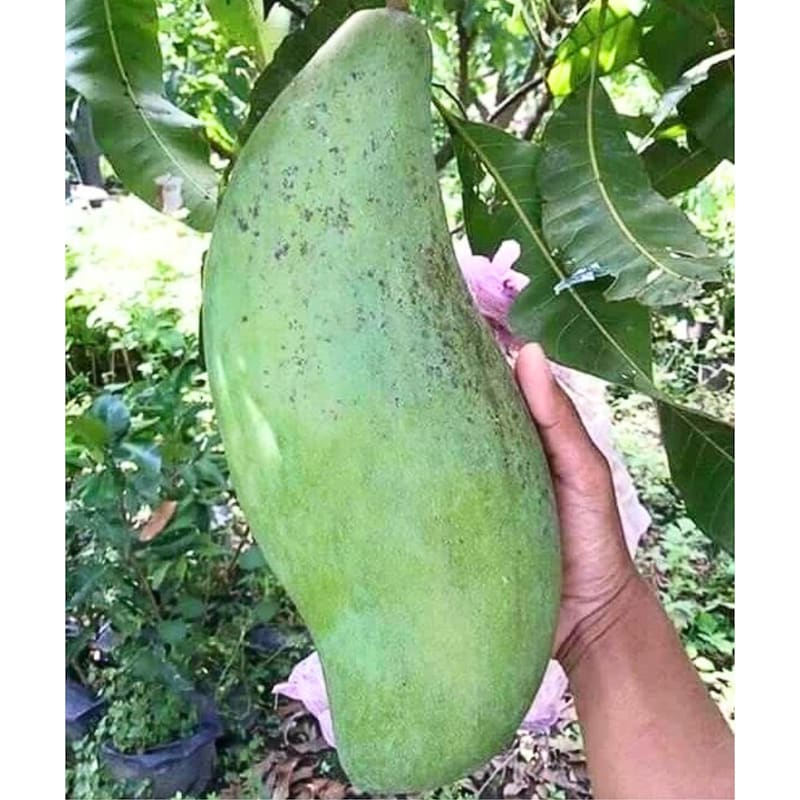 Dhl frucht - Etsy Schweiz