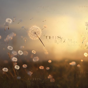 Summer Digital Backdrop, Dandelion Wishes, Whimsical Digital Background ...