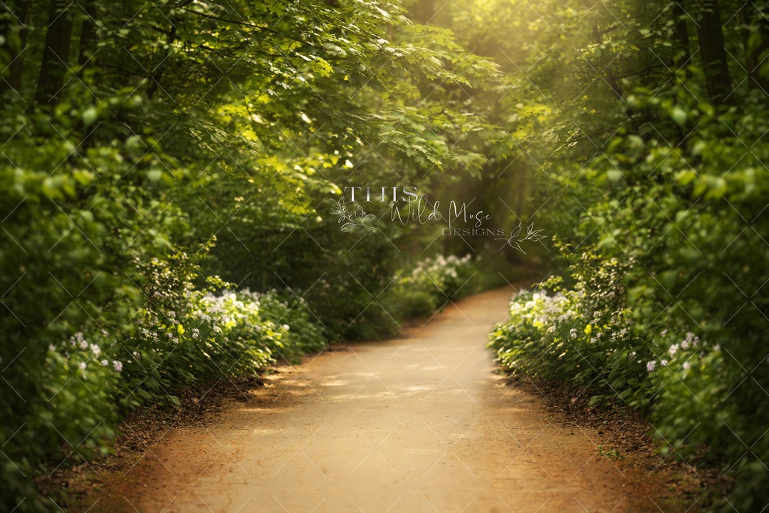 Natural Forest Path Digital Backdrop, Summer Forest, Path, Trees ...