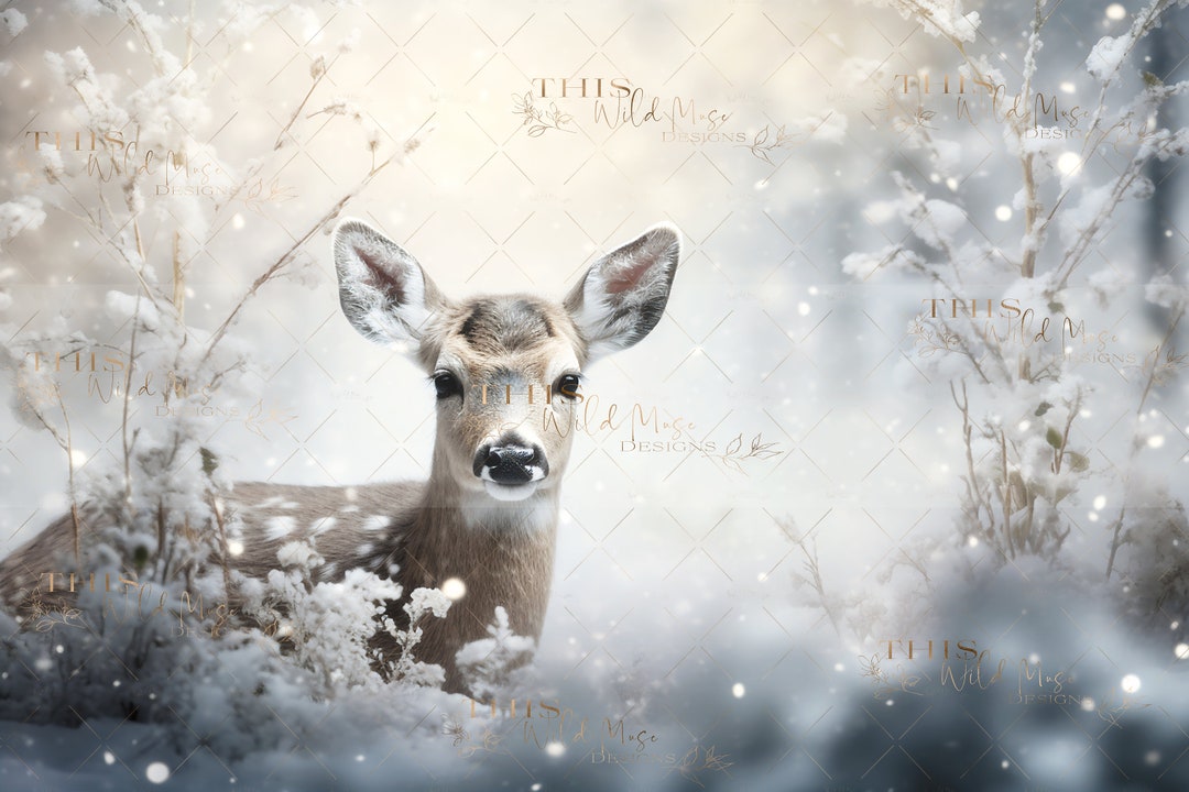 Snow Scene Digital Background, Winter, Snow, Snow Covered Ground ...