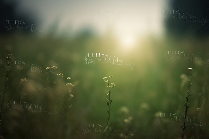 Summer Digital Backdrop, Grassland Field Digital Background, Summer ...