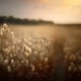 Muted Sunset Field Digital Backdrop, Sunset Field Digital Backdrop, End ...