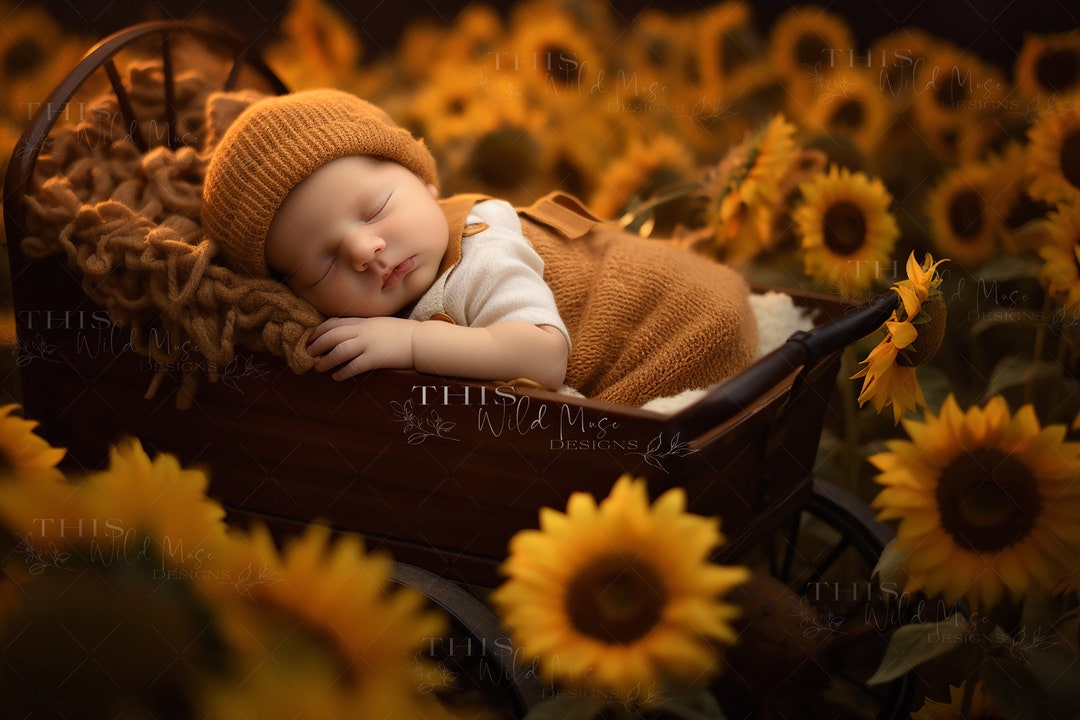 Newborn Sunflower Sunset Digital Background, Sunflower Field ...