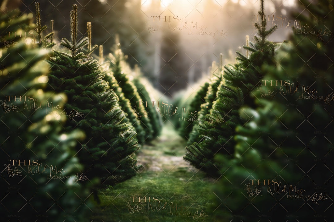 Christmas Tree Farm, Fir Trees, Tree Farm, Holiday Outdoor Digital ...