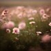 Spring Flower Field Digital Backdrop, Pink Flowers, Flower Field, Pink ...