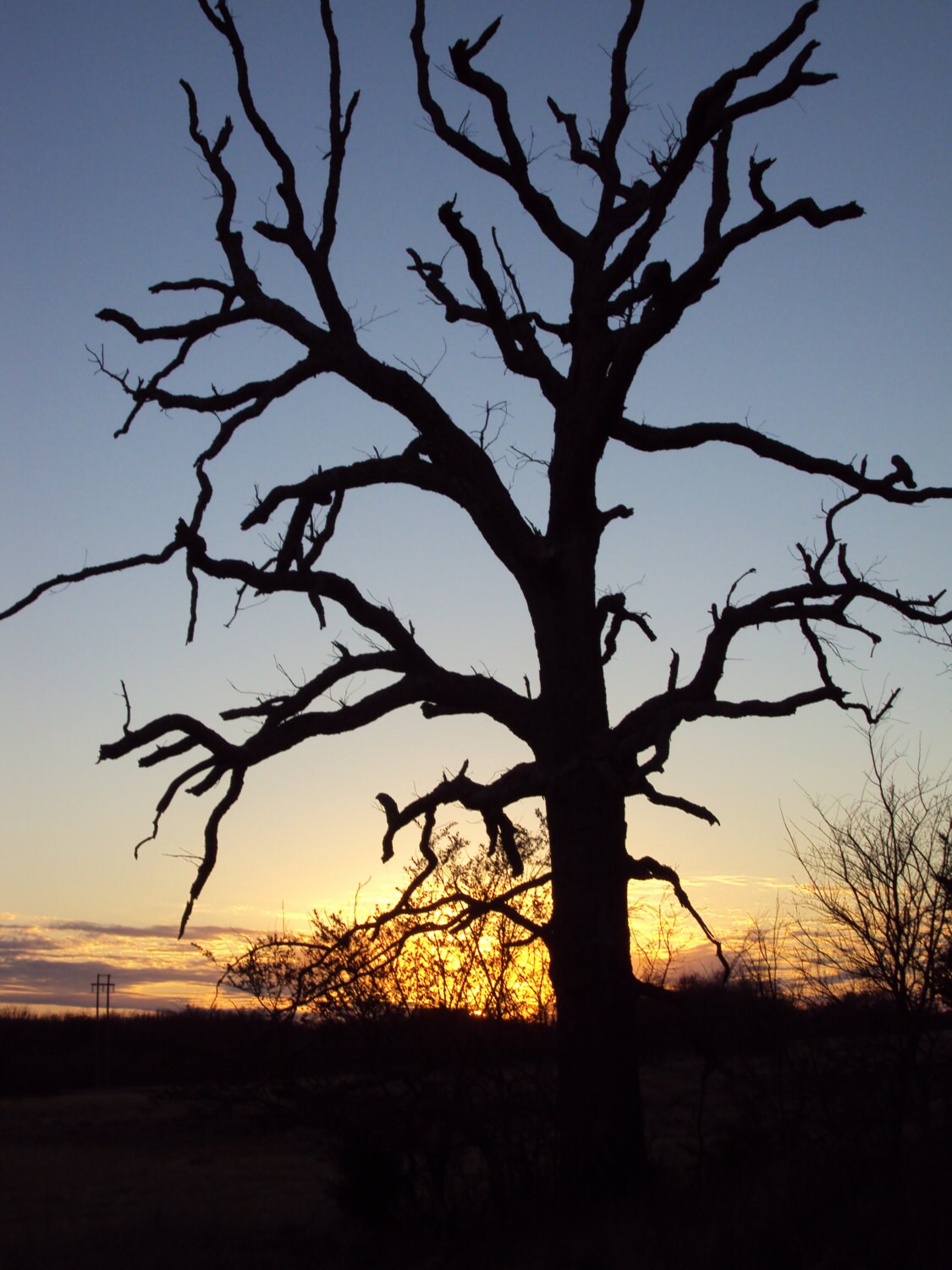 Old Tree at Sunset / Oak Tree 11 X 14 - Etsy