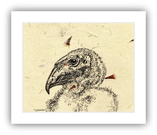 Baby California Condor Original Drawing in Pen and Ink, Vulture Chick ...