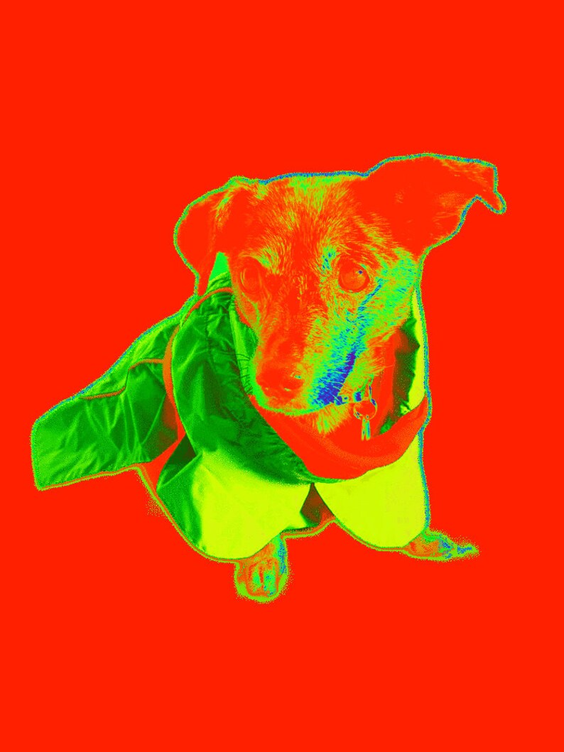 Custom Pet Animated GIF/MP4 Digital File of Your Dog or Cat - Etsy