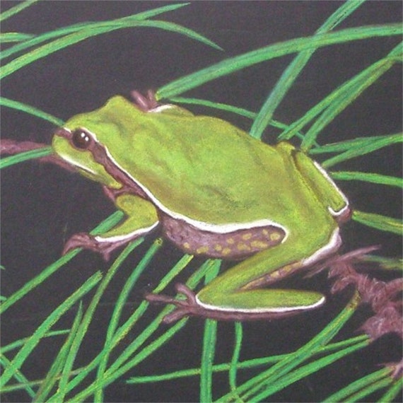 Green Tree Frog Drawings