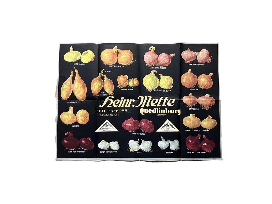 Poster, German, 1930s, Original, Onion Varieties, Heinrich, Heinr ...