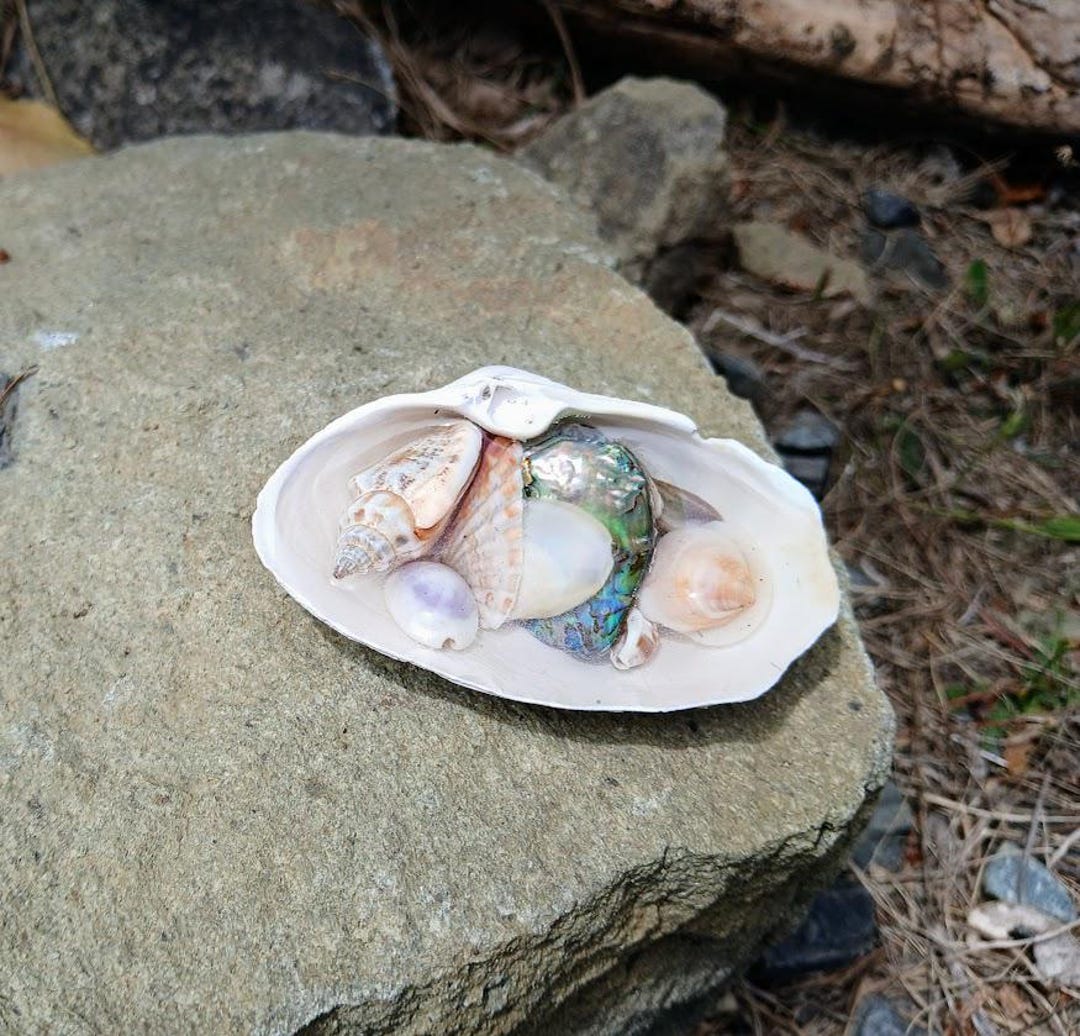 Seashell Water Ornament Desk Office Decor Curiosity Eye Treat. Fidget ...