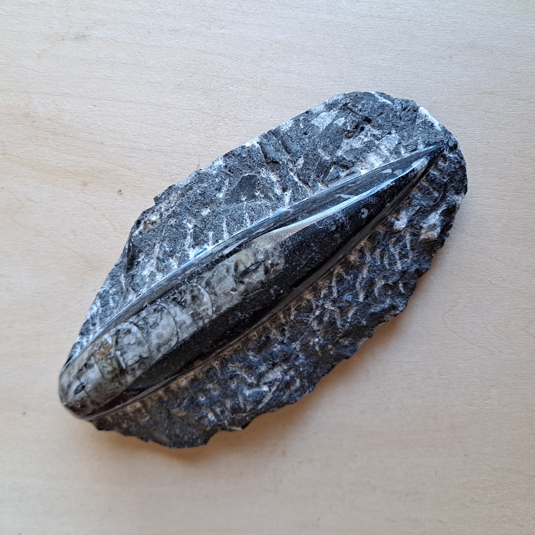 Orthoceras Fossil ~ Extinct Cephalopod Shell Fossil From Morroco ...