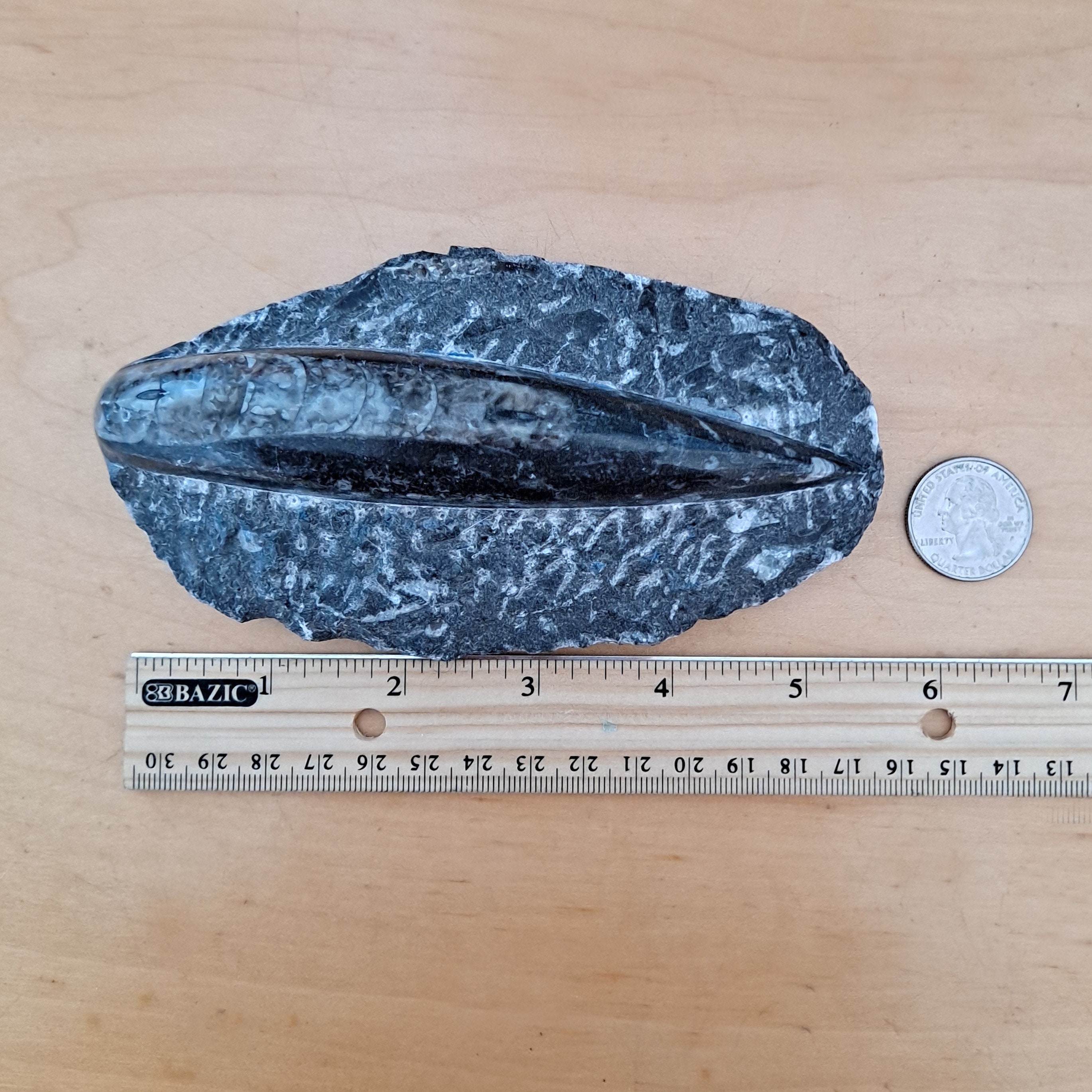 Orthoceras Fossil ~ Extinct Cephalopod Shell Fossil From Morroco ...