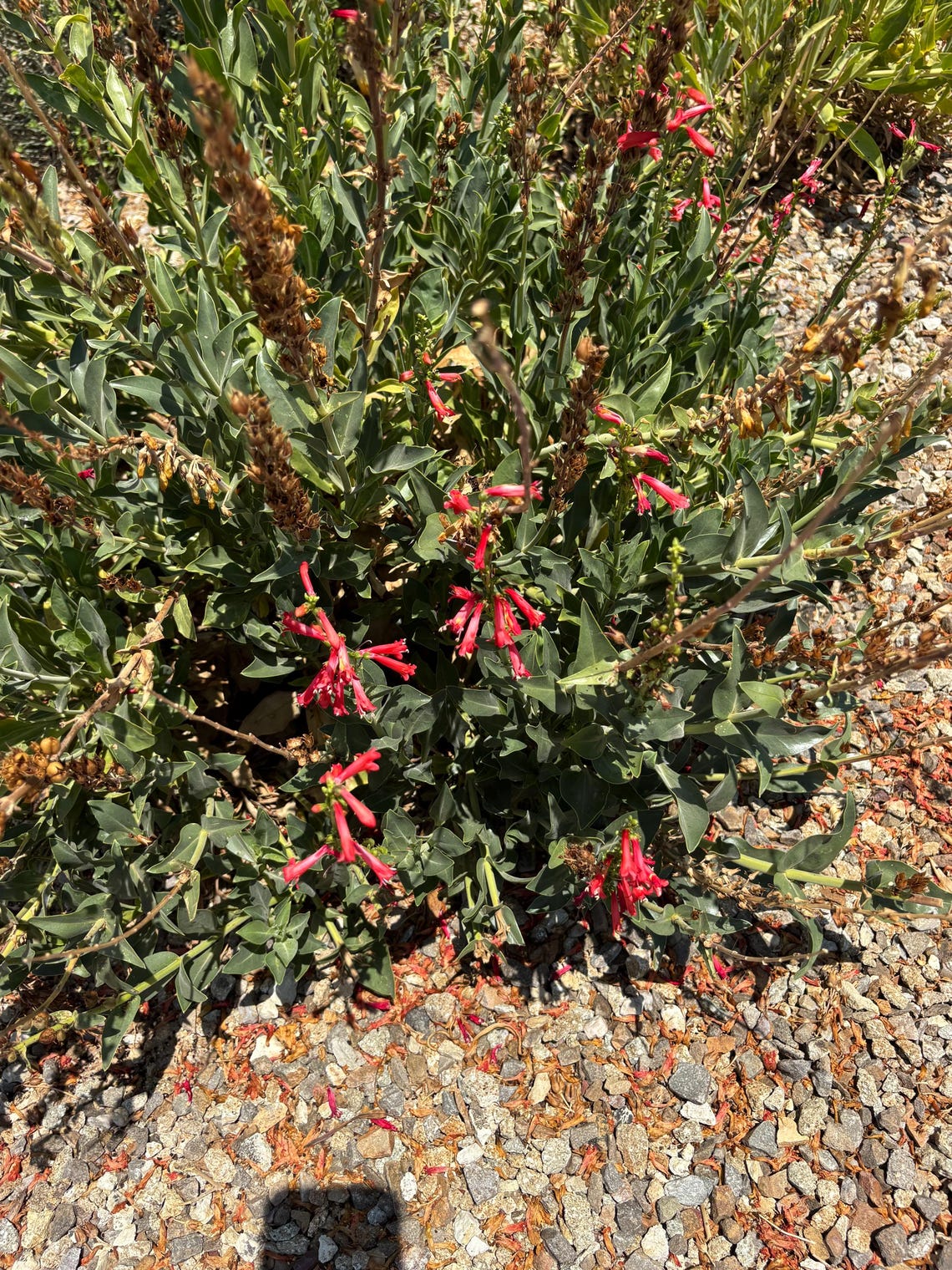 Penstemon Eatonii, Firecracker Penstemon, (50-seeds per Packet) - Etsy