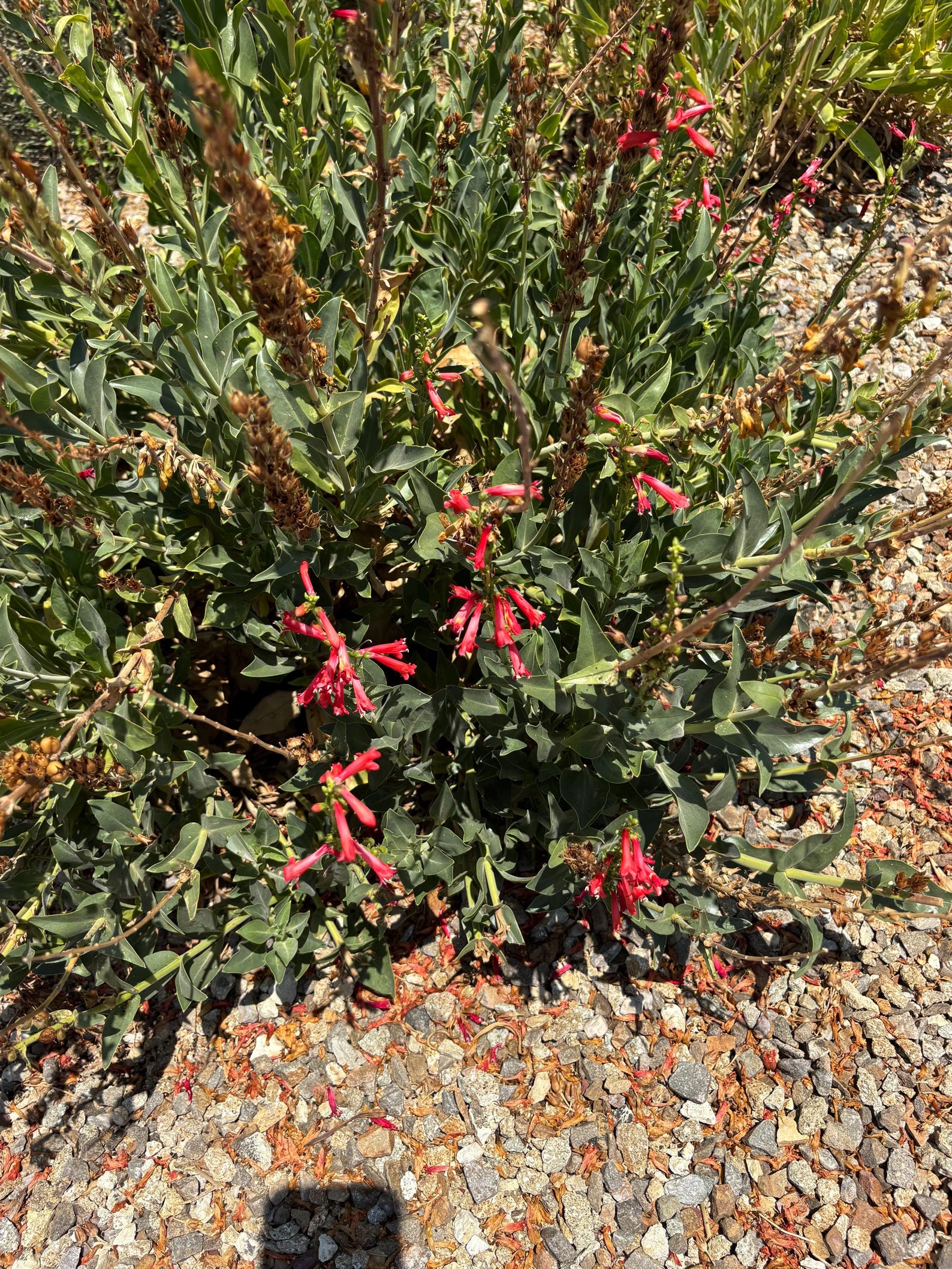 Penstemon Eatonii, Firecracker Penstemon, (50-seeds per Packet) - Etsy
