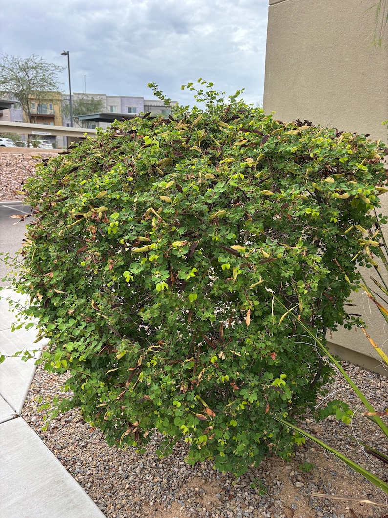 Bauhinia Lunarioides, Anacacho Orchid Tree (10-seeds per Packet) - Etsy