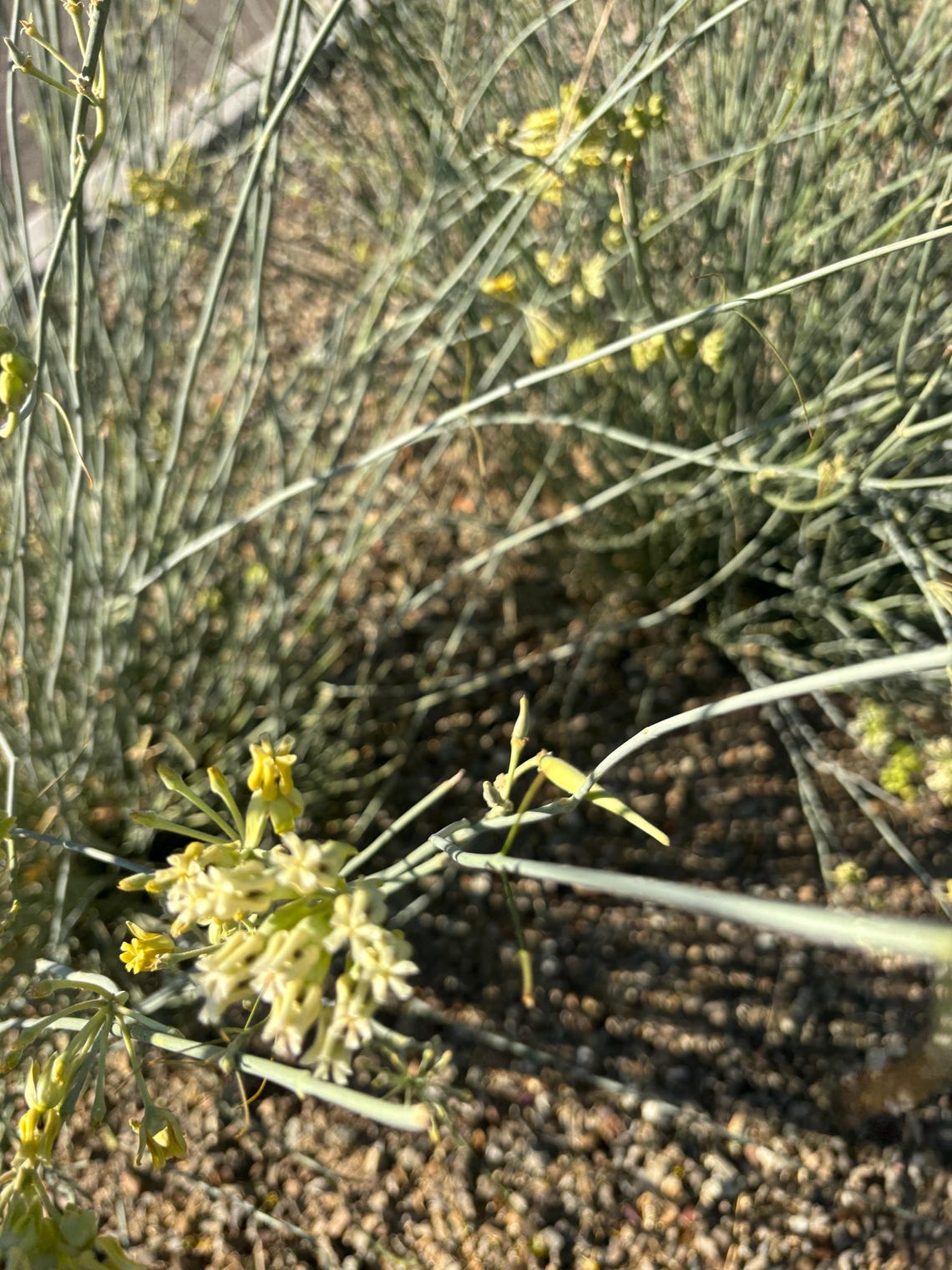 Asclepias Subulata, Desert Milkweed, Rush Milkweed (30-seeds per Packet ...
