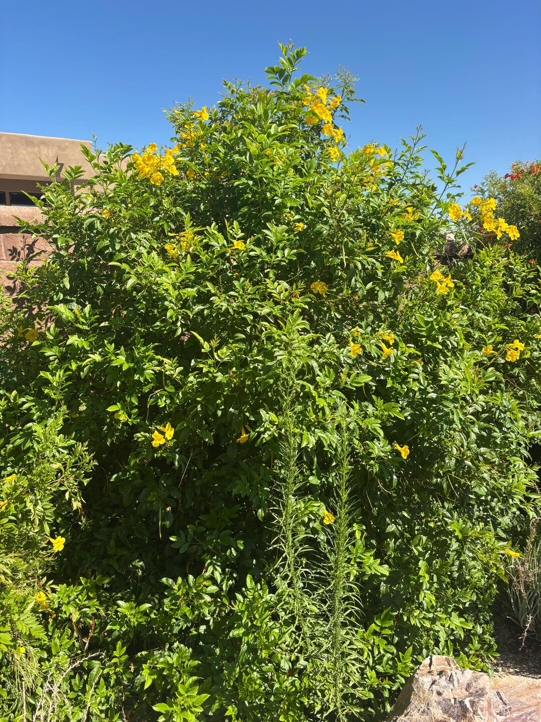 Tecoma Stans ‘gold Star’, Yellow Bells, Esperanza (30-seeds per Paket ...