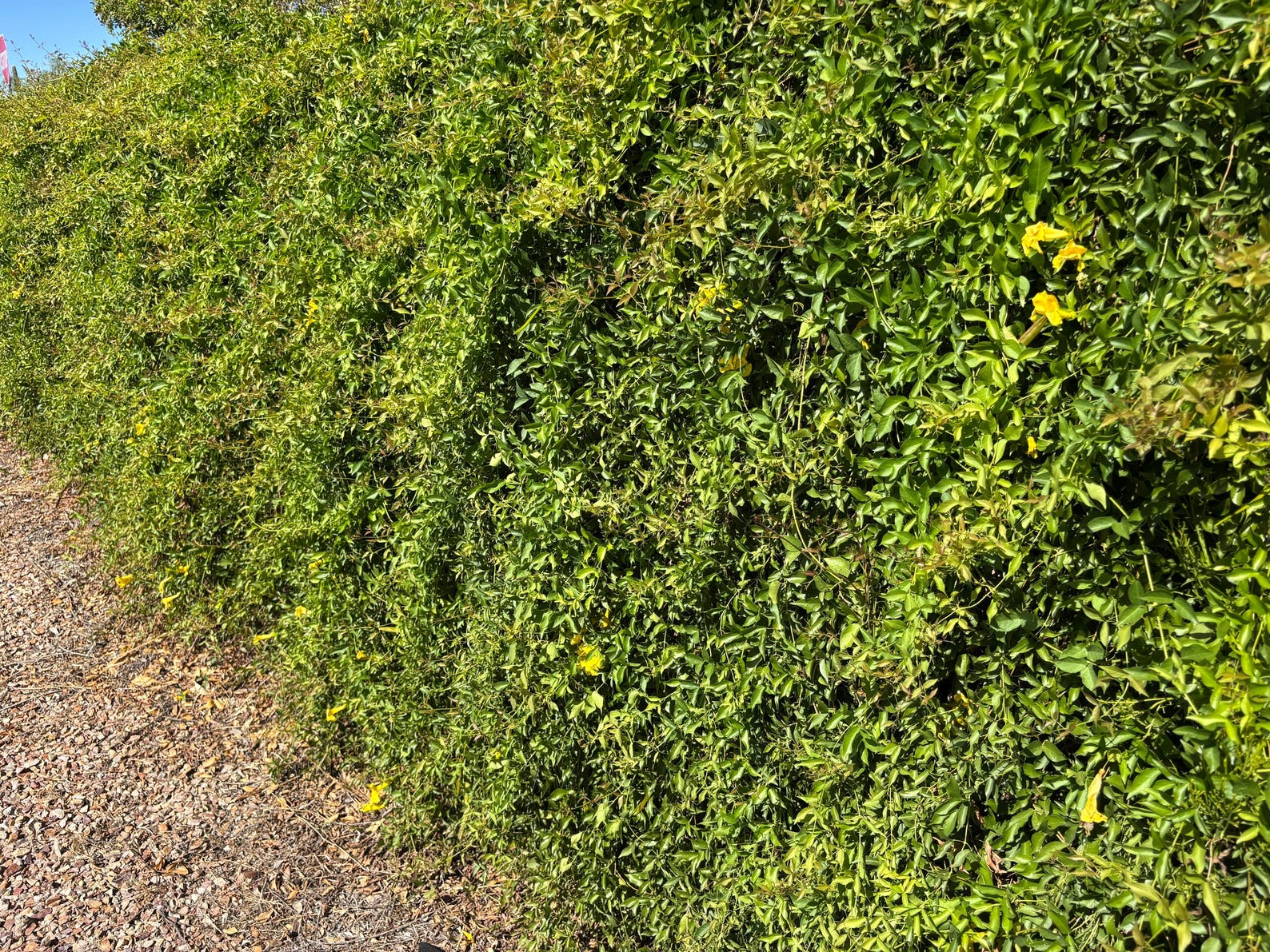 Dolichandra Unguis-cati, Macfadyena Unguis-cati, Cat’s Claw Vine (30 ...