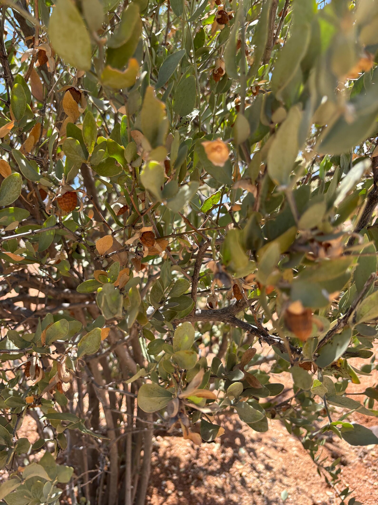 Simmondsia Chinensis,jojoba, Goat Nut, Deer Nut, Coffeeberry (15-seeds ...
