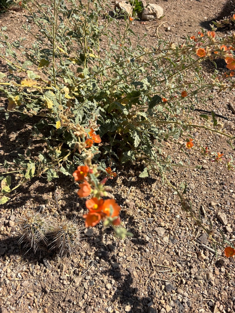 Sphaeralcea Ambigua, Desert Globemallow or Apricot Mallow, (30-seeds ...