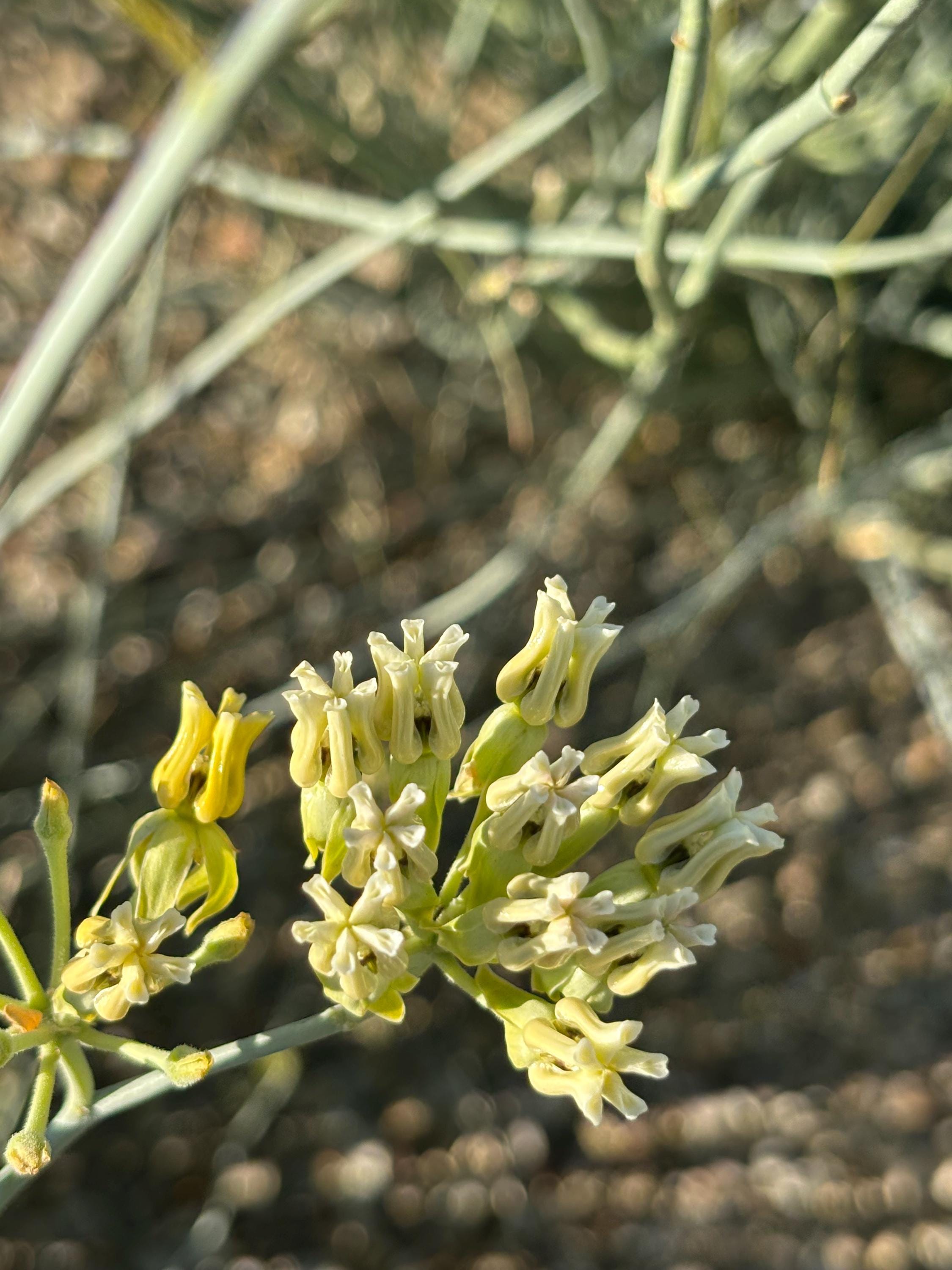 Asclepias Subulata, Desert Milkweed, Rush Milkweed (30-seeds per Packet ...
