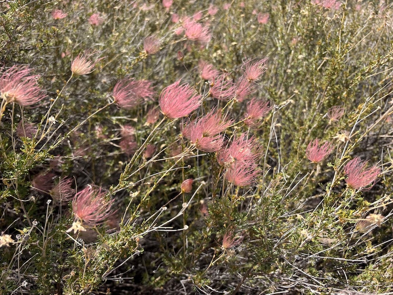 Fallugia Paradoxa, Apache Plume (30- Seeds per Packet) - Etsy
