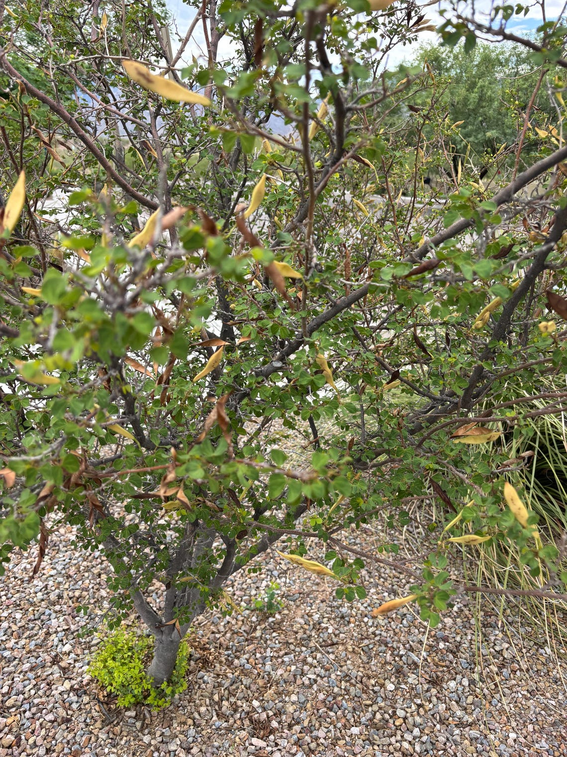 Bauhinia Lunarioides, Anacacho Orchid Tree (10-seeds per Packet) - Etsy