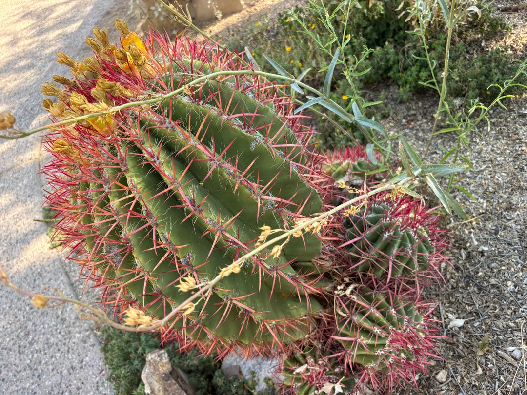 Ferocactus Stainesii Var. Pringlei, Mexican Fire Barrel Cactus, (20 ...