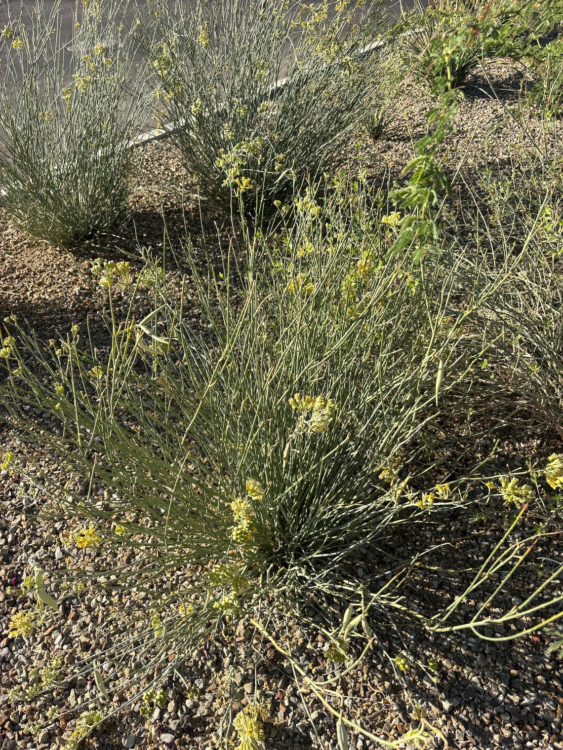 Asclepias Subulata, Desert Milkweed, Rush Milkweed (30-seeds per Packet ...
