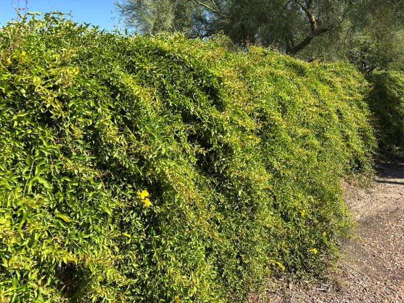 Dolichandra Unguis-cati, Macfadyena Unguis-cati, Cat’s Claw Vine (30 ...