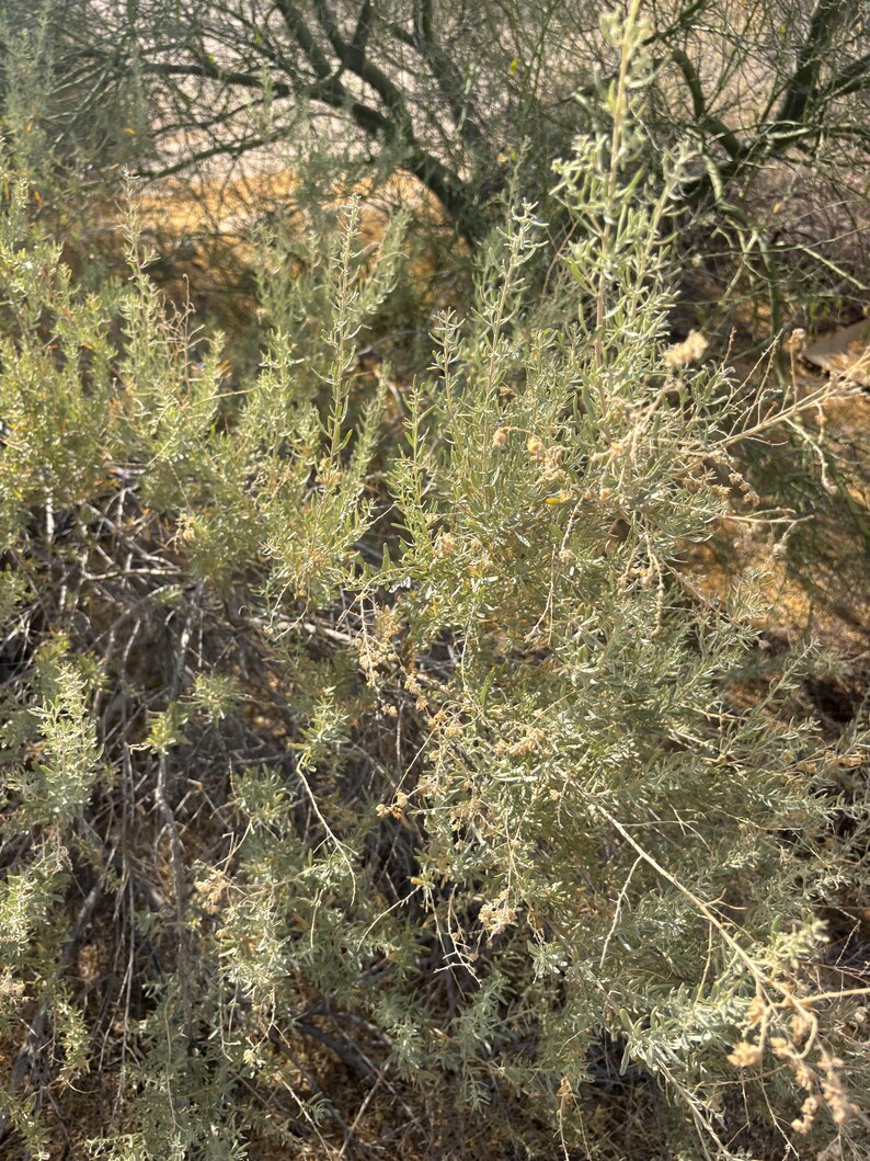 Atriplex Canescens, Four-wing Saltbush, Chamiso (100-seeds per Packet ...