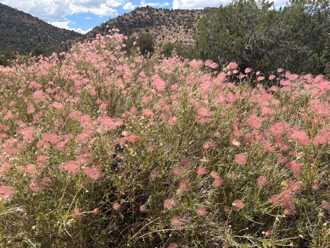 Fallugia Paradoxa, Apache Plume (30- Seeds per Packet) - Etsy