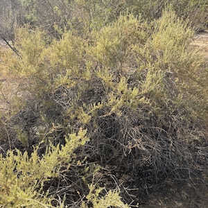 Atriplex Canescens, Four-wing Saltbush, Chamiso (100-seeds per Packet ...
