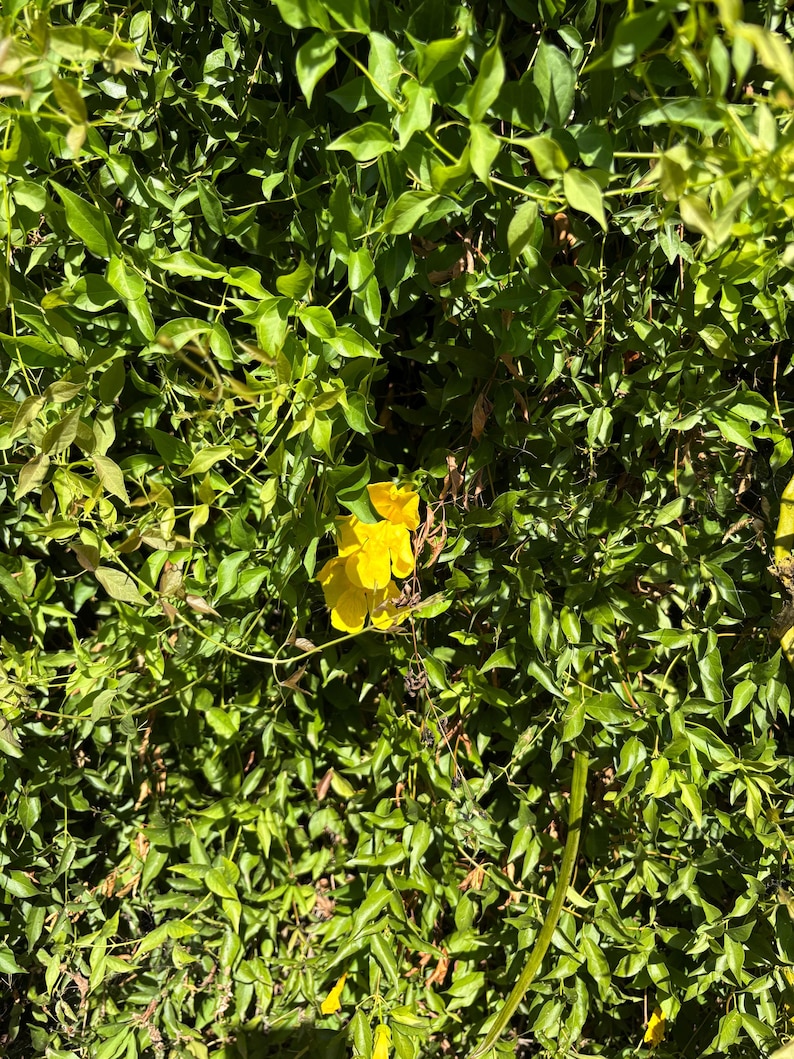 Dolichandra Unguis-cati, Macfadyena Unguis-cati, Cat’s Claw Vine (30 ...