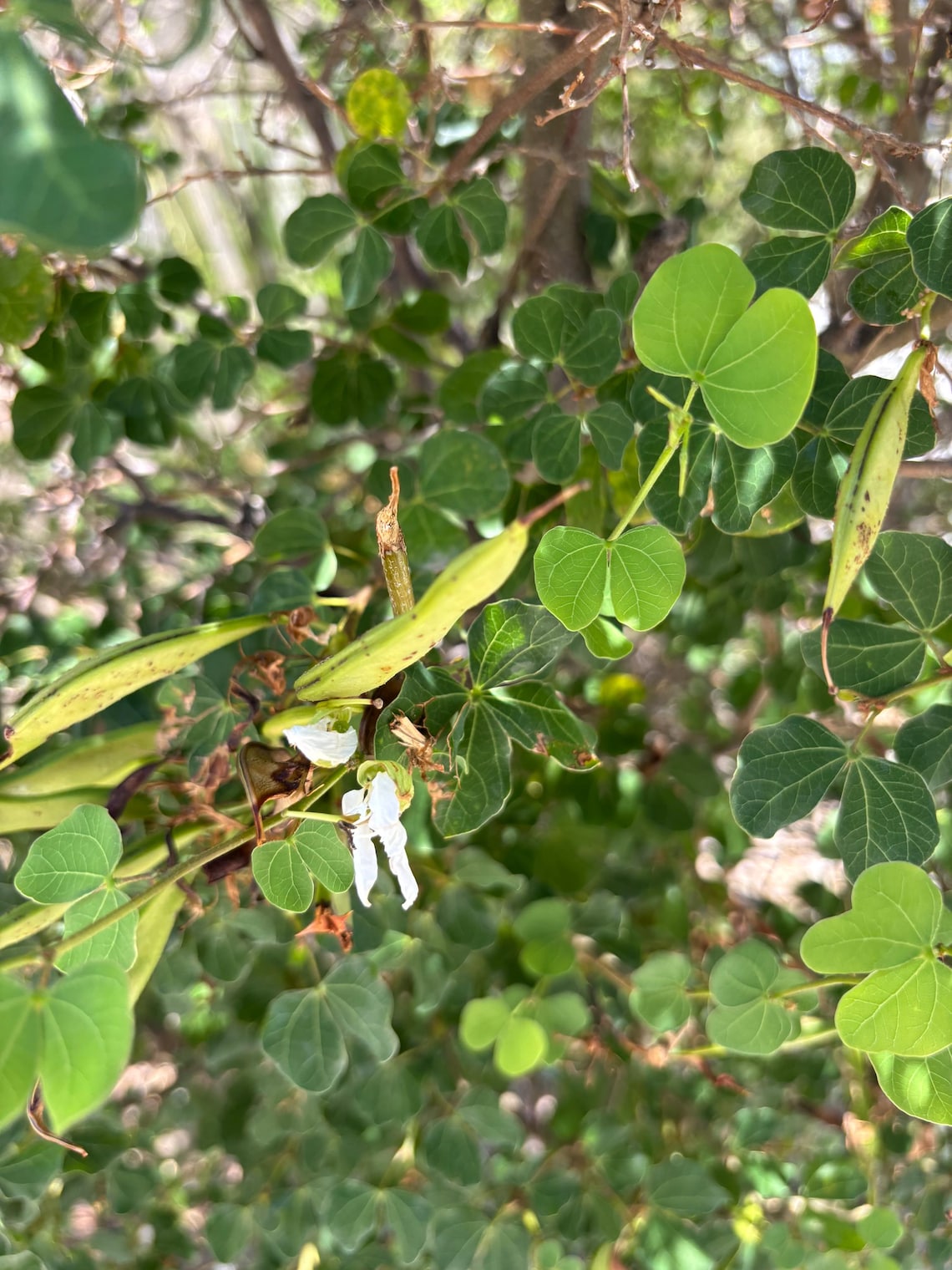Bauhinia Lunarioides, Anacacho Orchid Tree (10-seeds per Packet) - Etsy