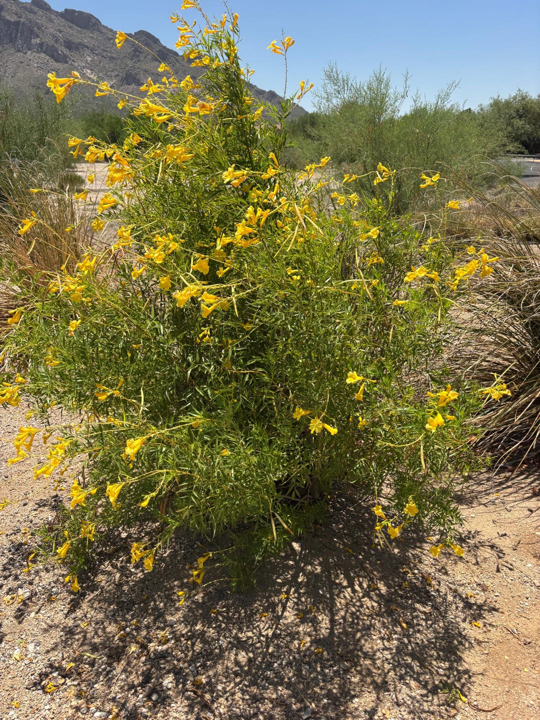 Tecoma Stans Var. Angustata,arizona Yellow Bells (30-seeds per Packet ...