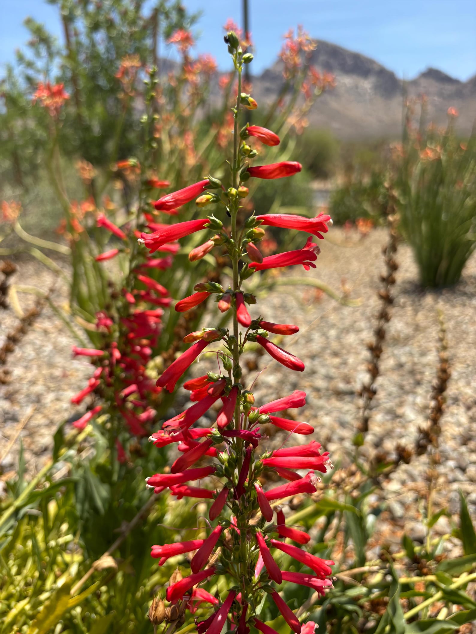 Penstemon Eatonii, Firecracker Penstemon, (50-seeds per Packet) - Etsy