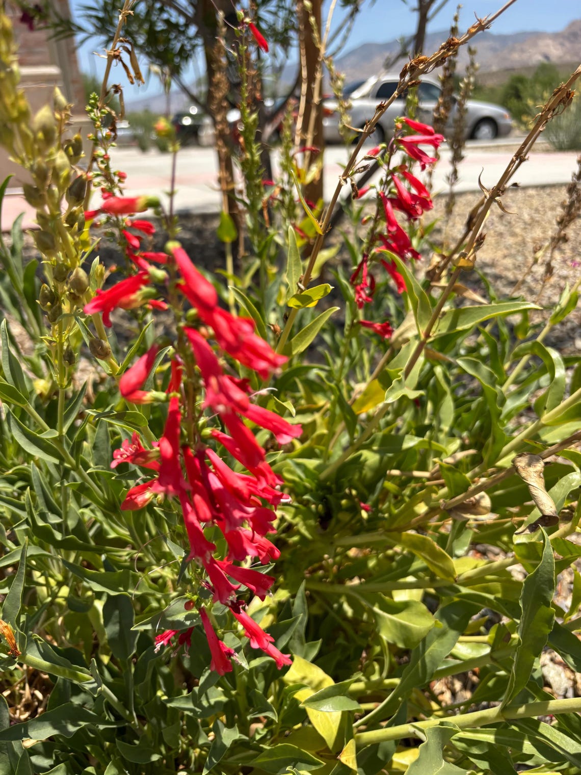 Penstemon Eatonii, Firecracker Penstemon, (50-seeds per Packet) - Etsy