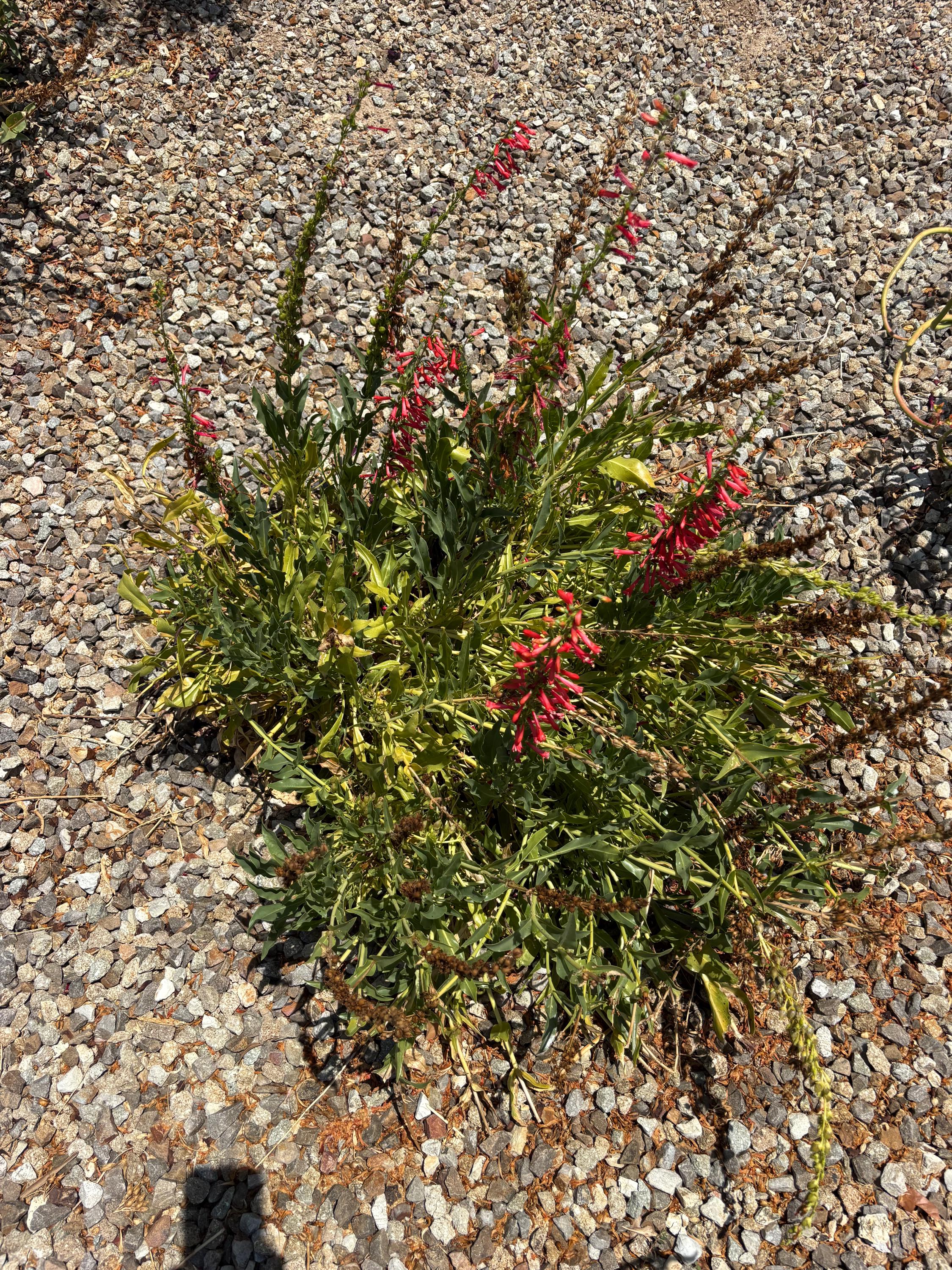 Penstemon Eatonii, Firecracker Penstemon, (50-seeds per Packet) - Etsy