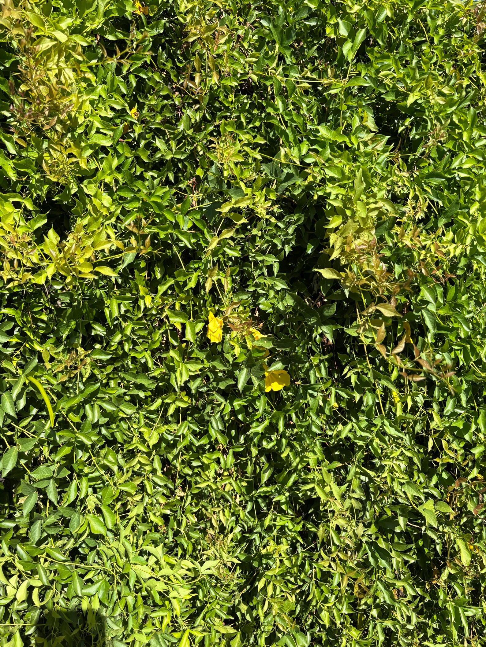Dolichandra Unguis-cati, Macfadyena Unguis-cati, Cat’s Claw Vine (30 ...