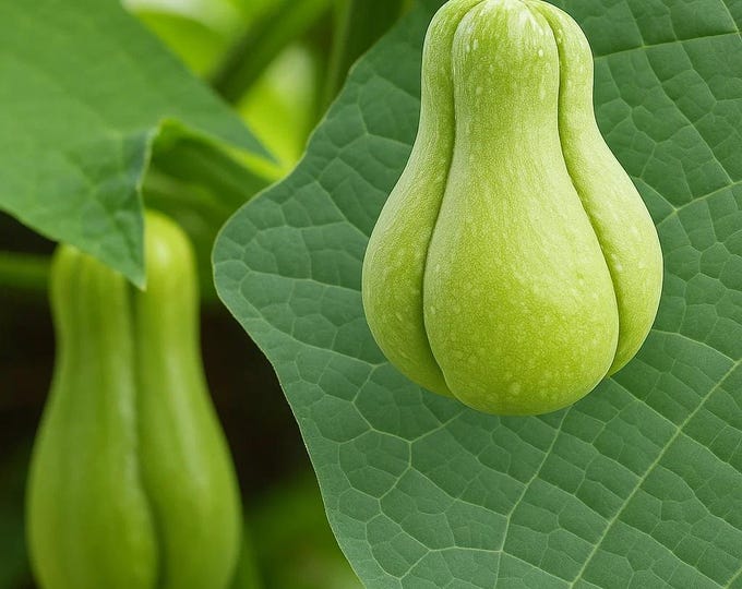 80 Chayote Squash Seeds – Non-gmo Organic Vegetable Seeds for Planting ...