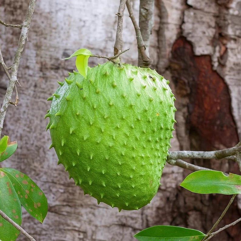 35 Giant Soursop Seeds – Annona Muricata Non-gmo Fruit Seeds for ...
